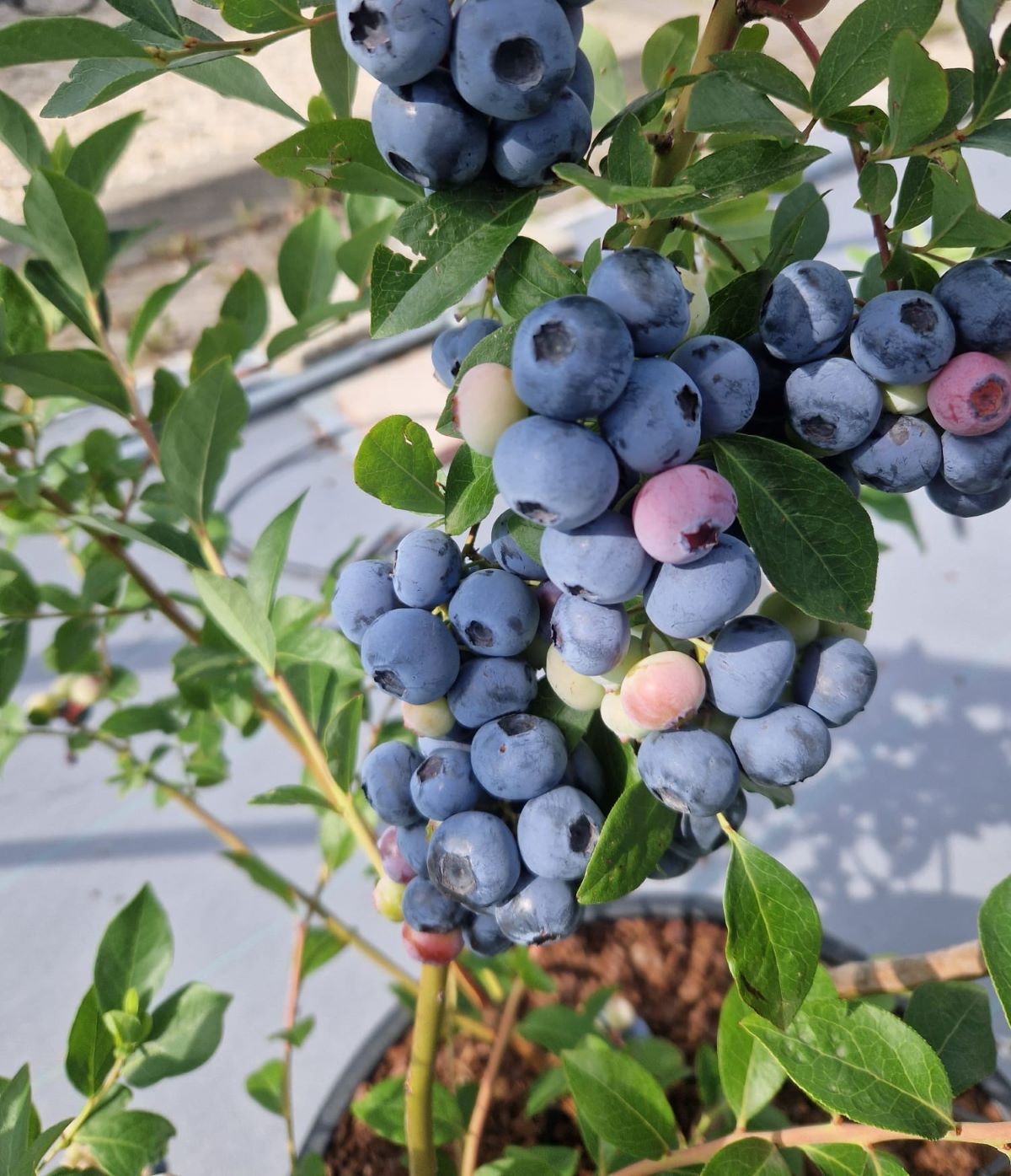 Scientists produce the first ever blueberry to flourish in Scottish cl – Scottish Field Shop